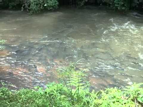 Canal da Piracema em Itaipu | Guia da Pesca